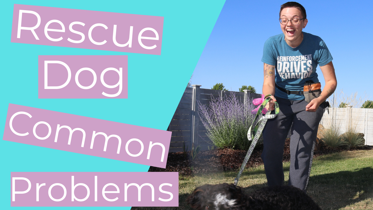 What to Know About Training a Rescue Dog (and Advice for 3 Common ...