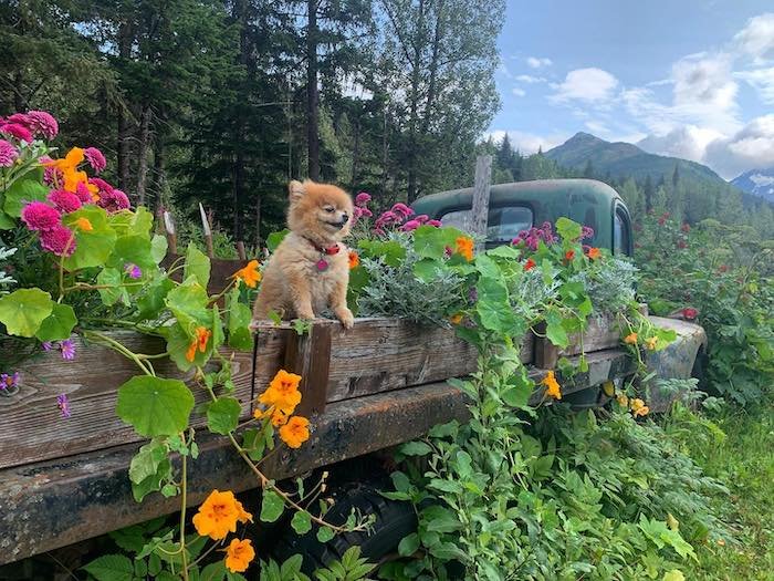Crow Creek Gold Mine — Visit Girdwood