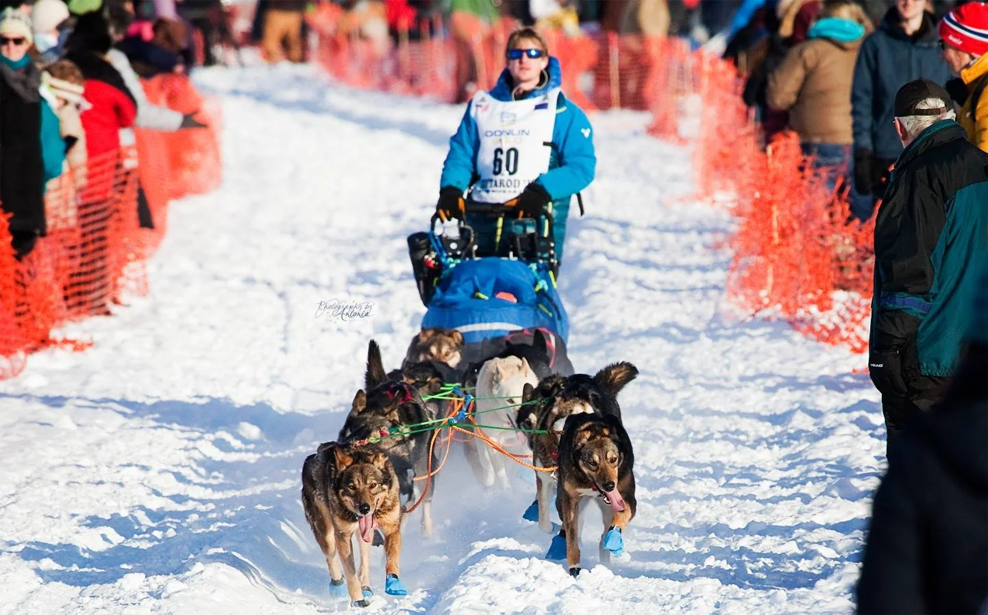Turning Heads Kennel — Visit Girdwood