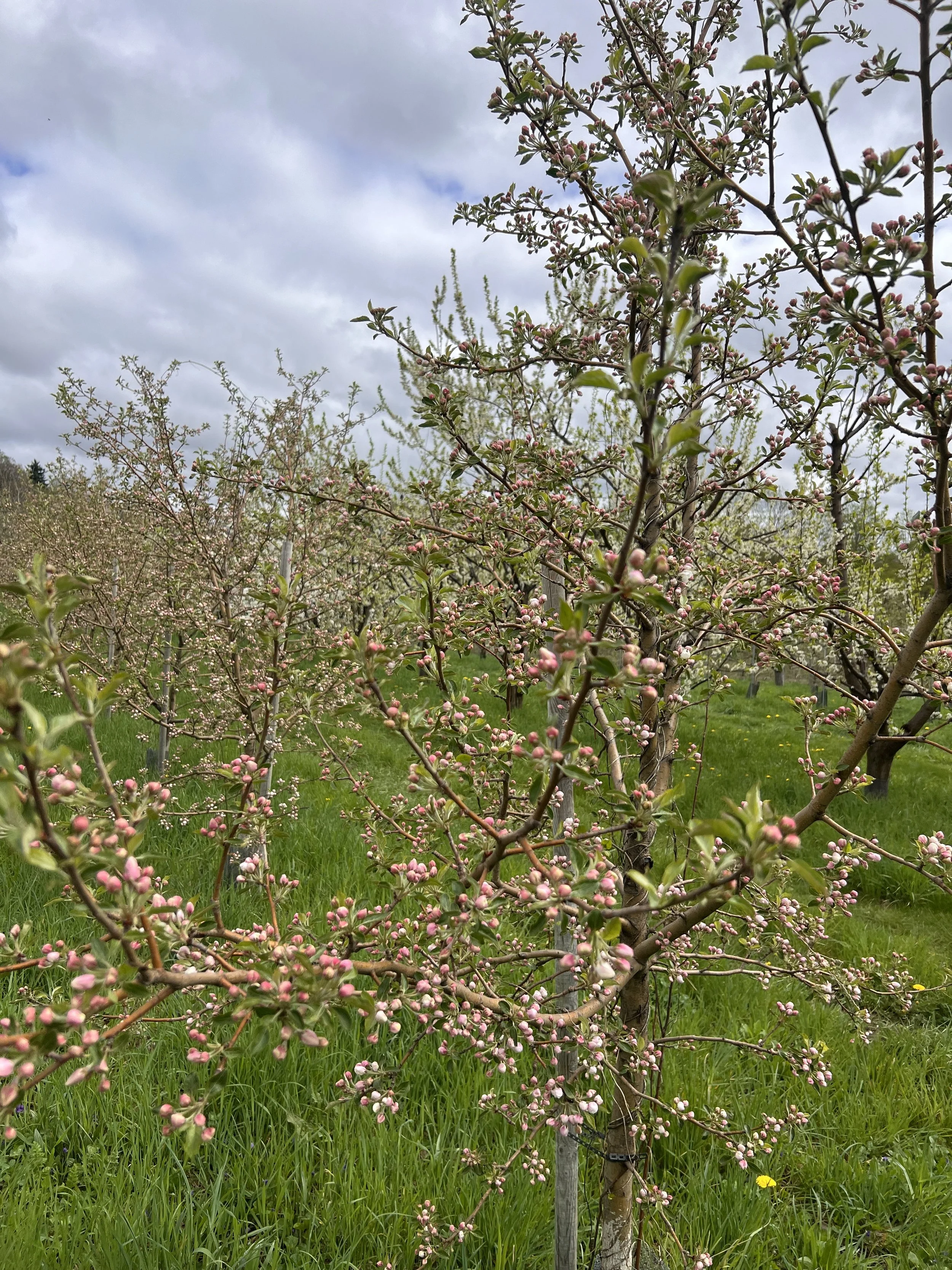 Scott Farm Orchard | Visit and Experience Today