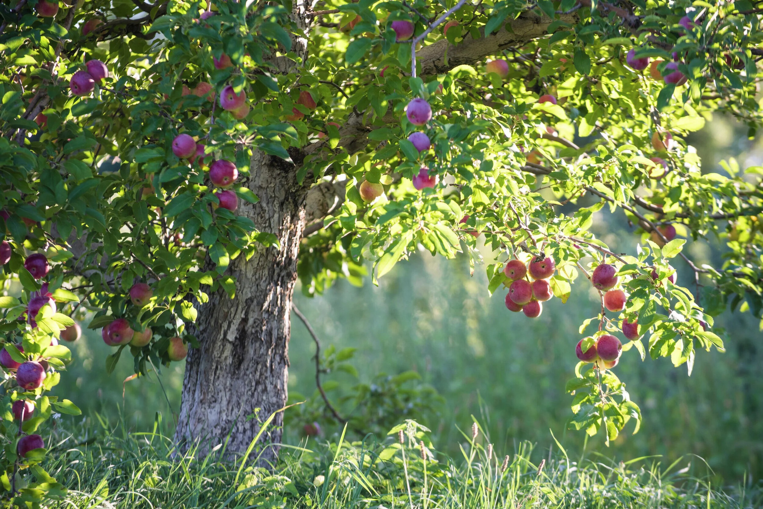 Scott Farm Orchard