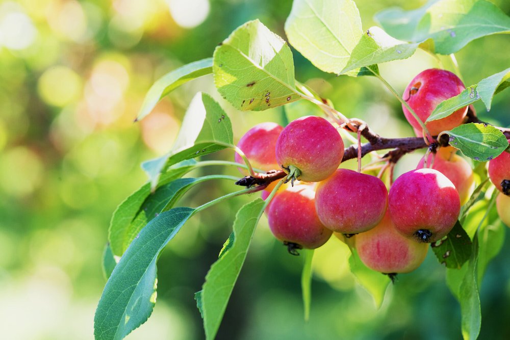 Apples & Pears — Scott Farm Orchard