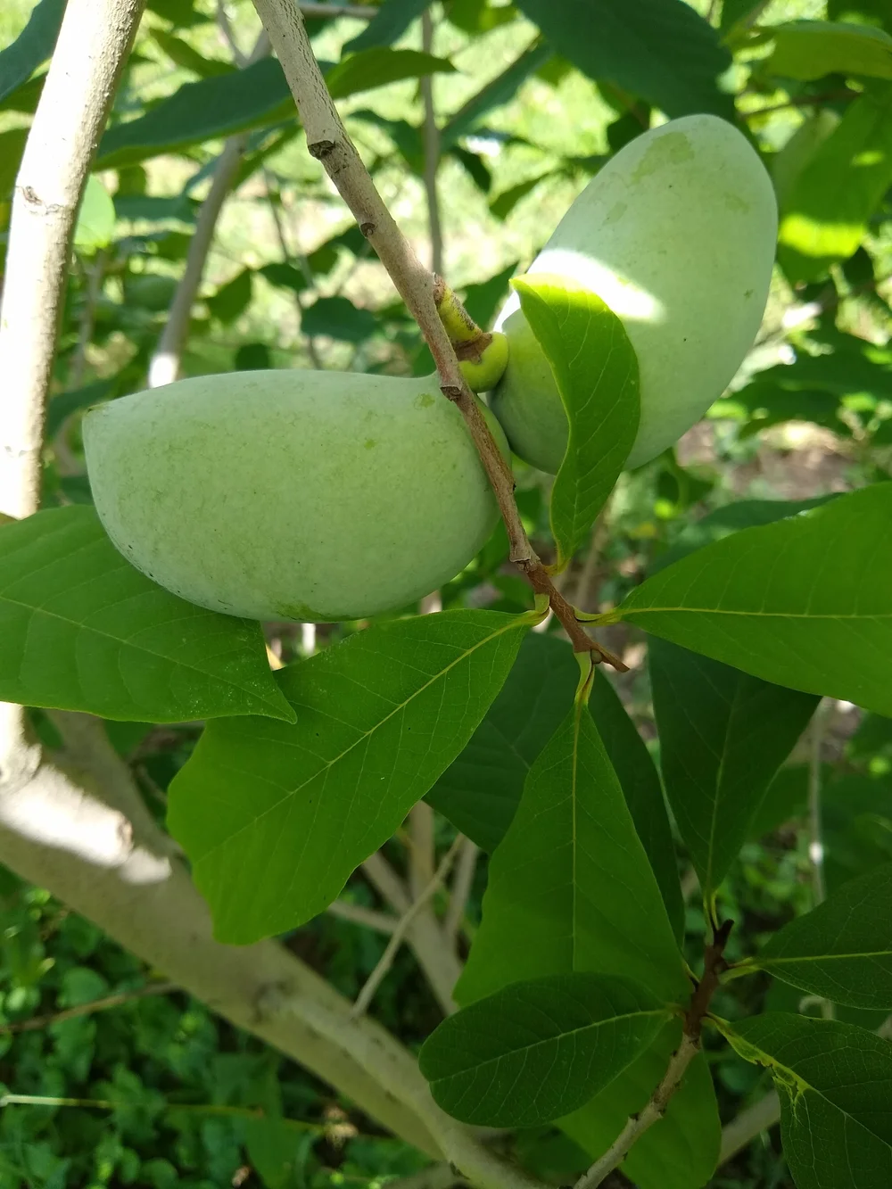 Fruit | Discover Fresh Fruits Today — Scott Farm Orchard