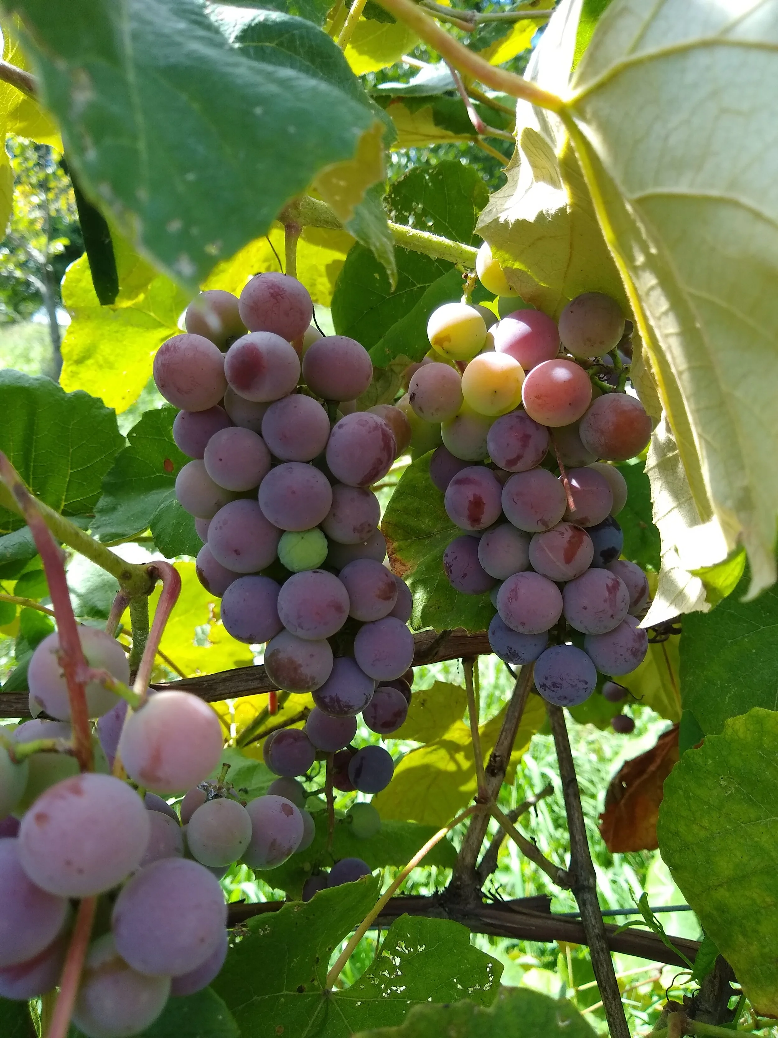 Fruit | Discover Fresh Fruits Today — Scott Farm Orchard