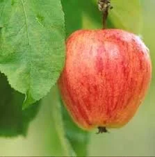 Chenango Strawberry — Scott Farm Orchard