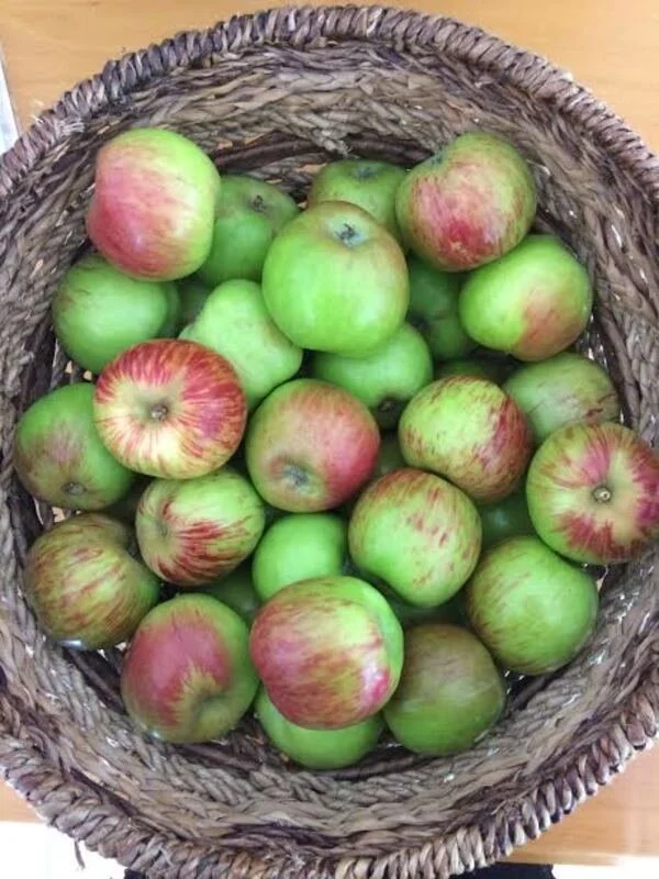 Cornish Gilliflower — Scott Farm Orchard