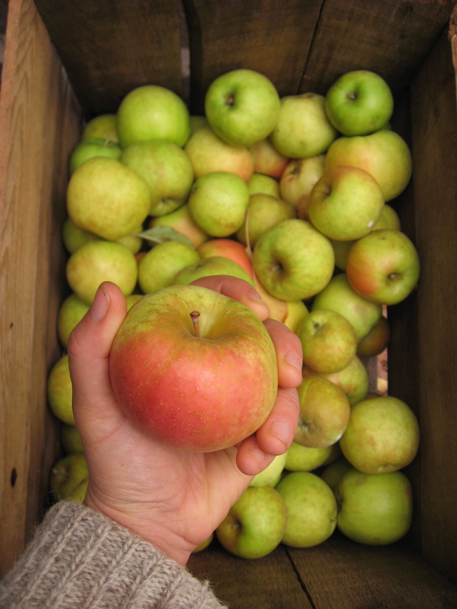 Grey Pearmain — Scott Farm Orchard