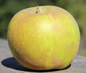 Golden Russet — Scott Farm Orchard