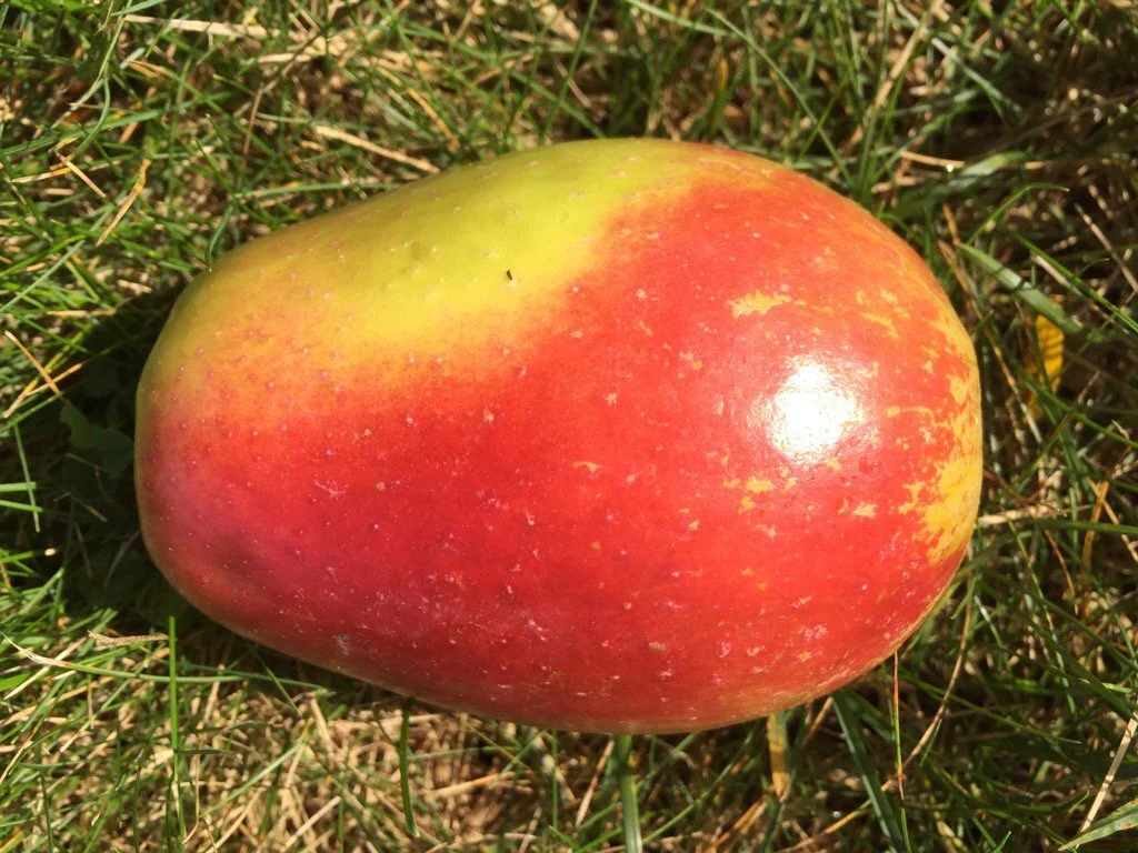 Kandil Sinap — Scott Farm Orchard