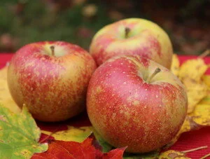 Orleans Reinette — Scott Farm Orchard