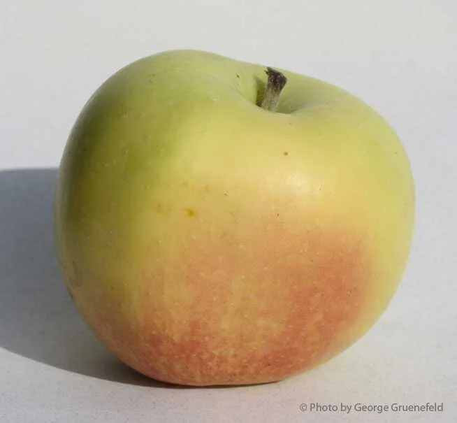 Winter Banana — Scott Farm Orchard