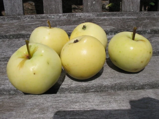 Yellow Transparent — Scott Farm Orchard