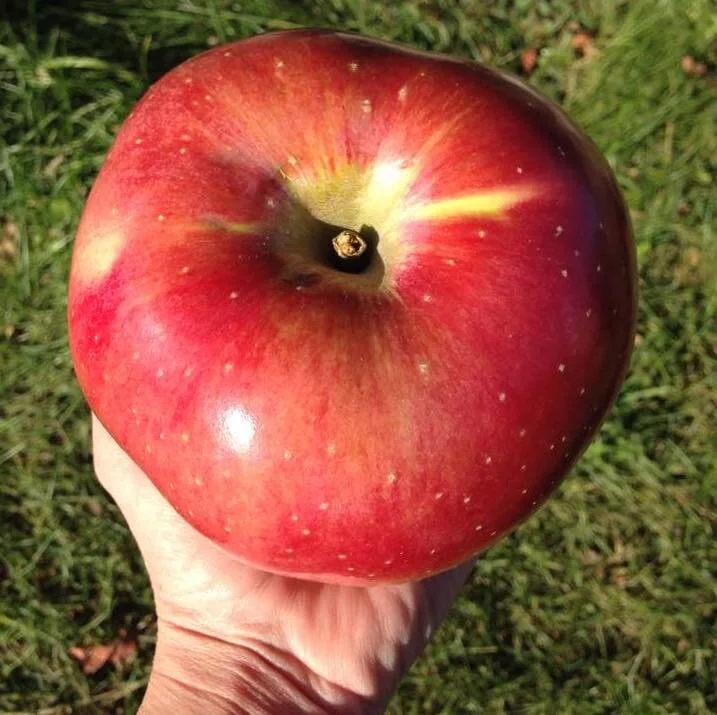 Wolf River — Scott Farm Orchard