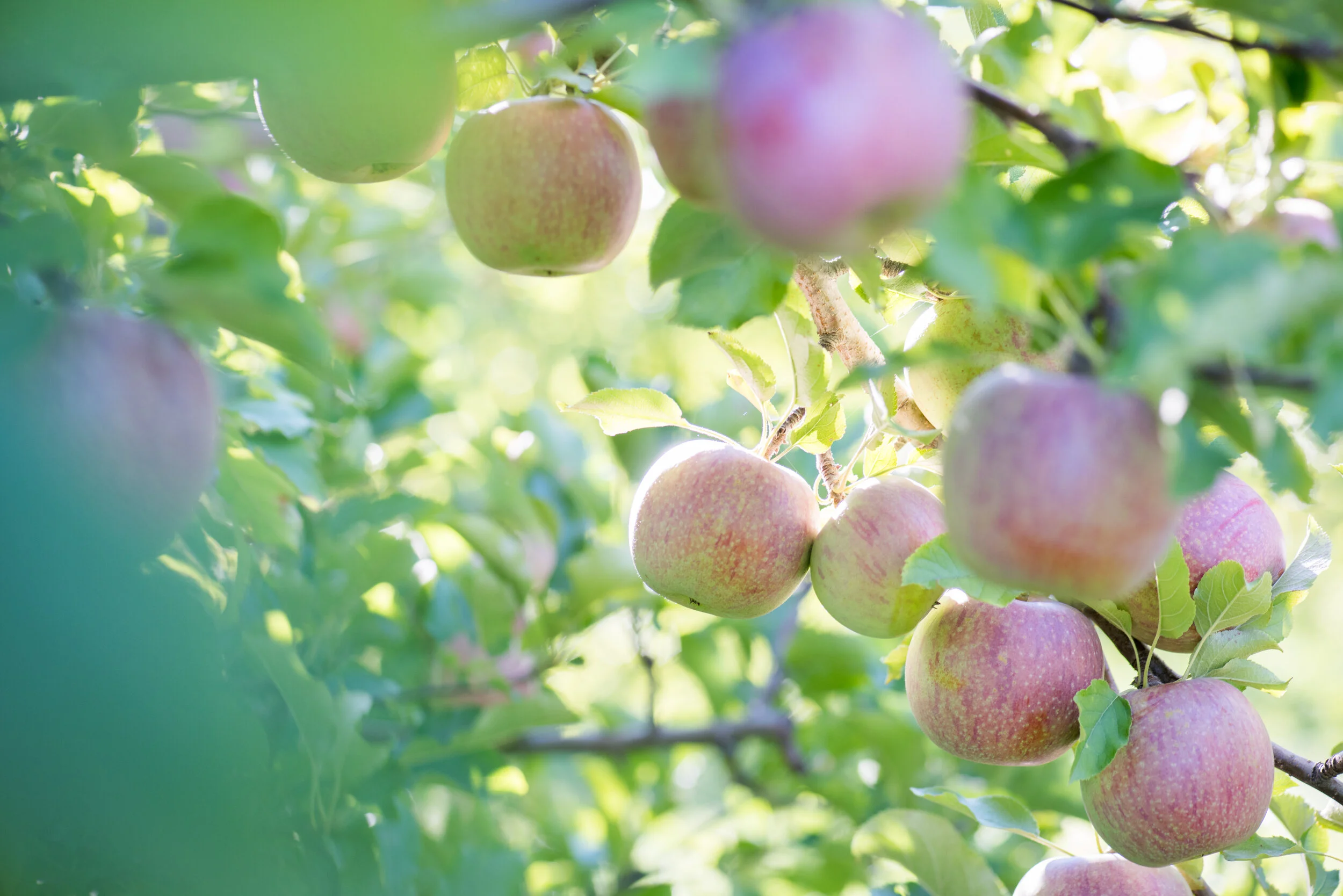 Blue Pearmain — Scott Farm Orchard
