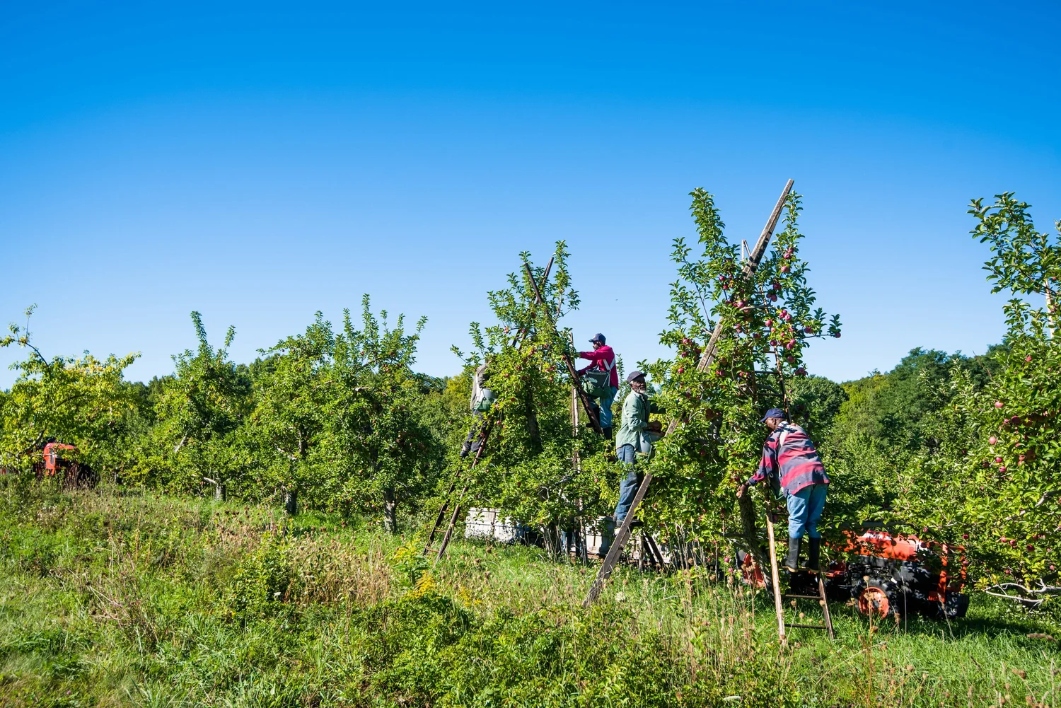 Harvest Calendar — Scott Farm Orchard
