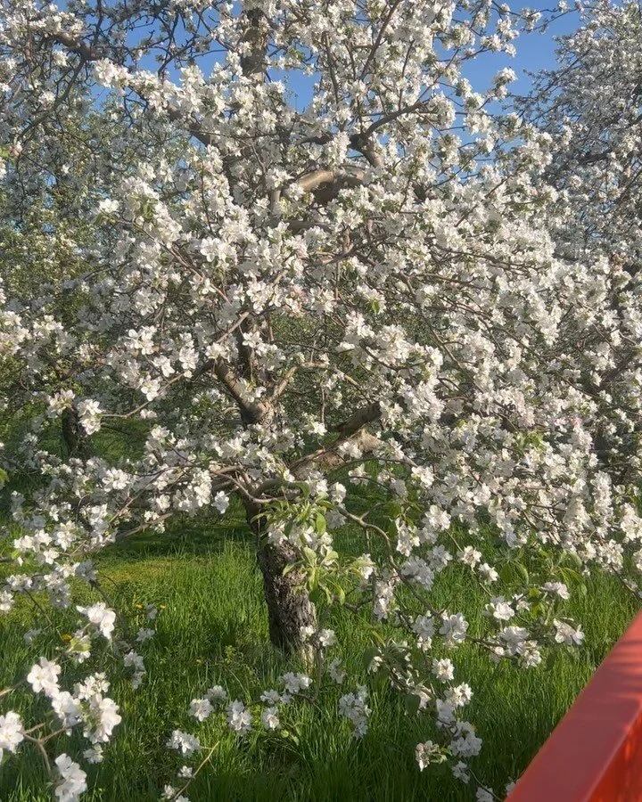 Scott Farm Orchard