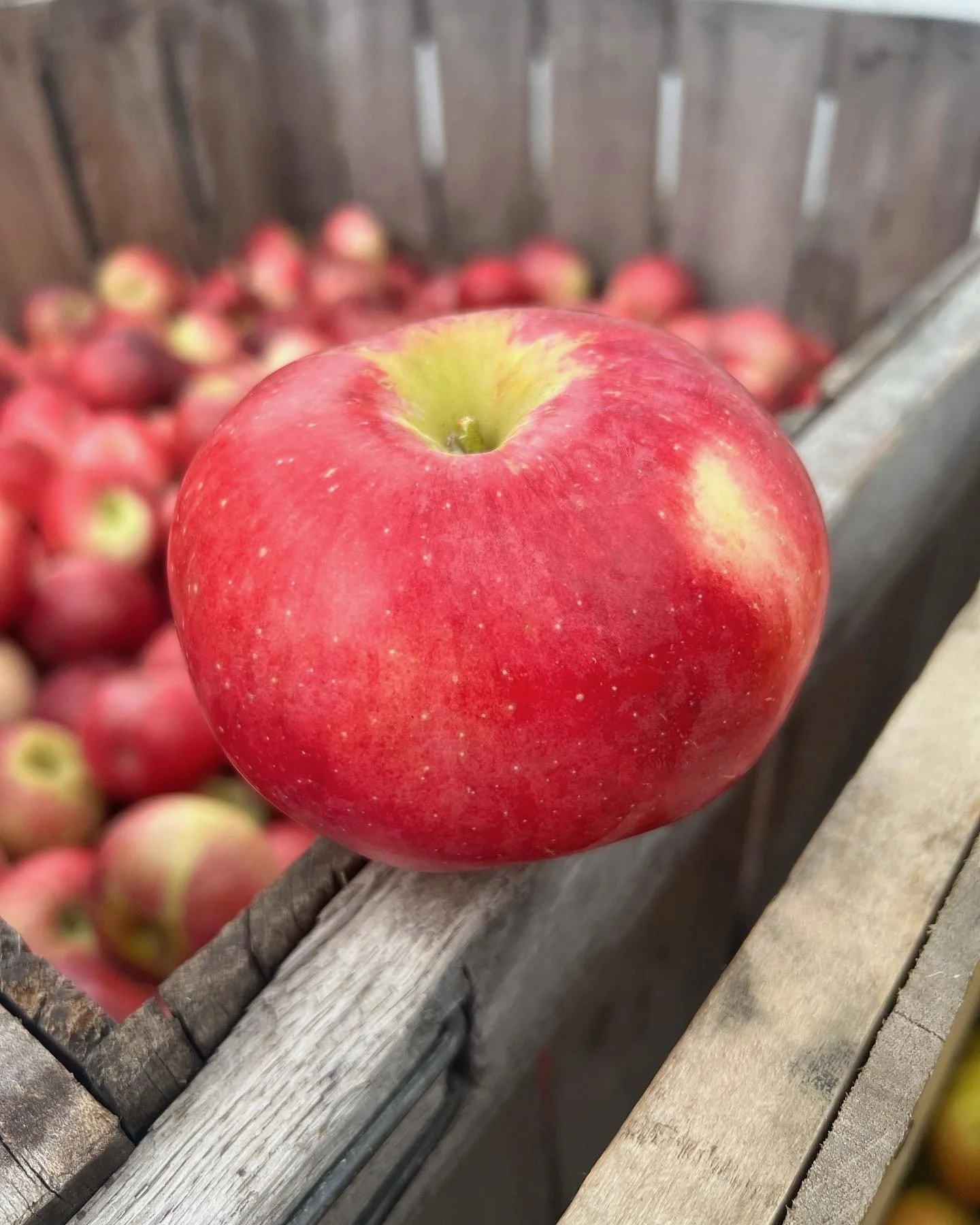 Wolf River — Scott Farm Orchard