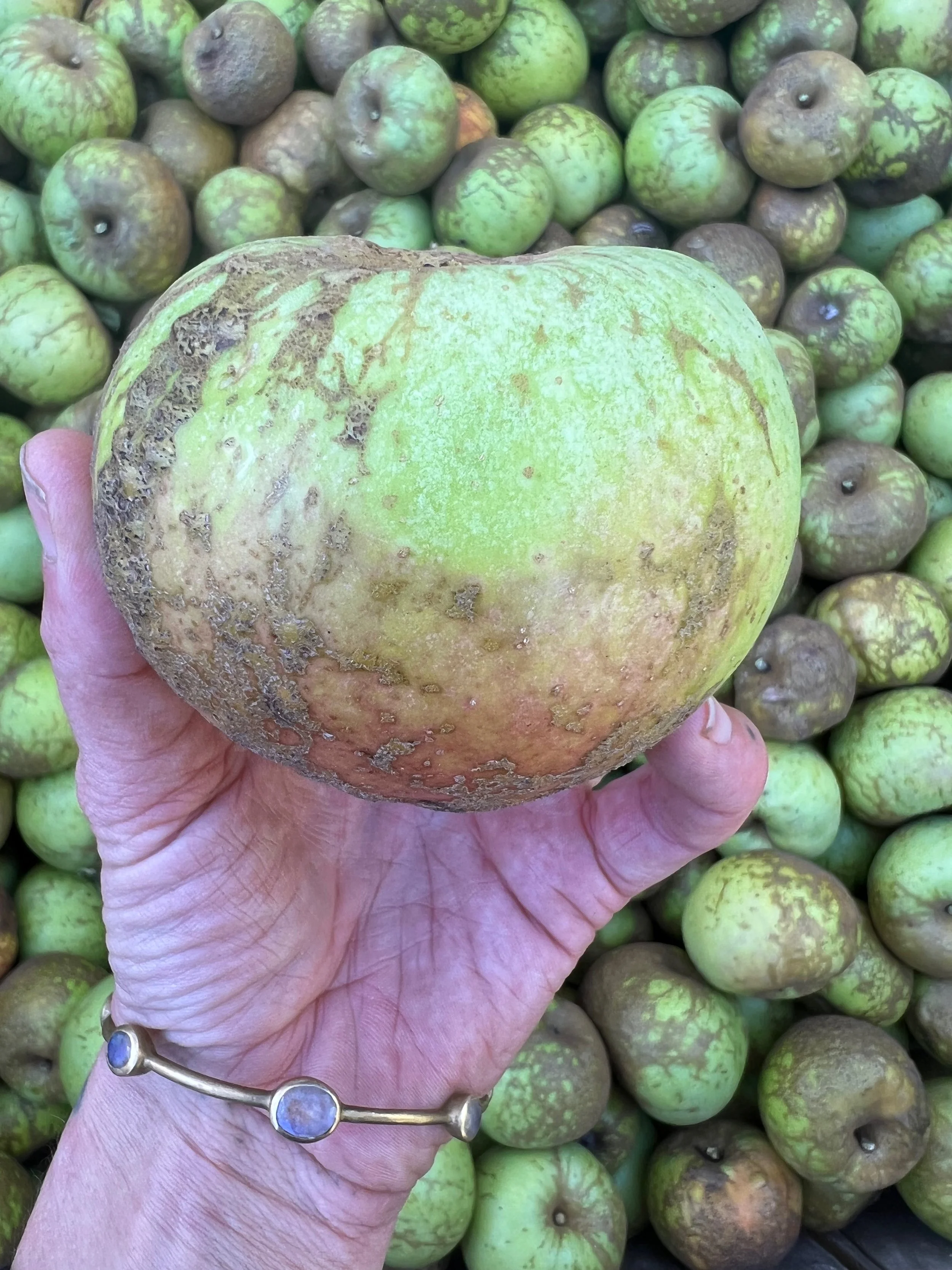 Knobbed Russet — Scott Farm Orchard