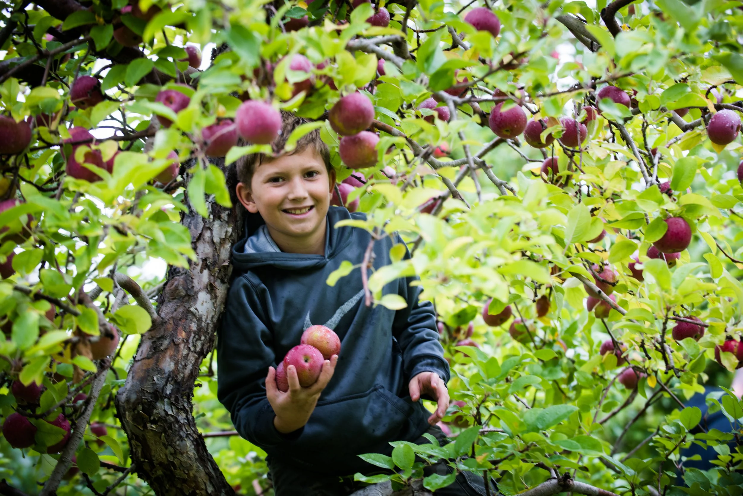 Fall Fruit CSA | Discover Fresh Fruit - Join Today — Scott Farm Orchard