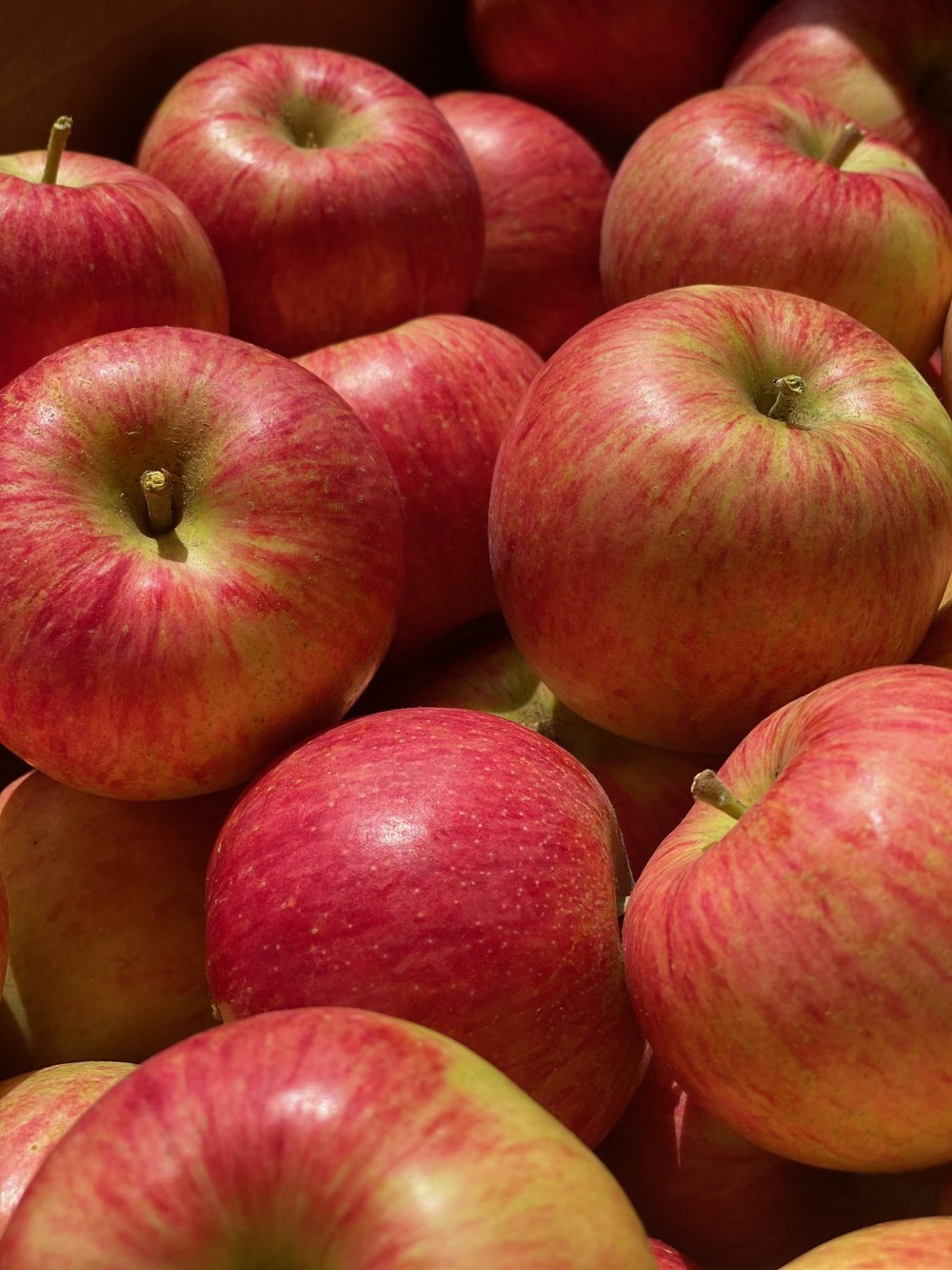 Chenango Strawberry — Scott Farm Orchard