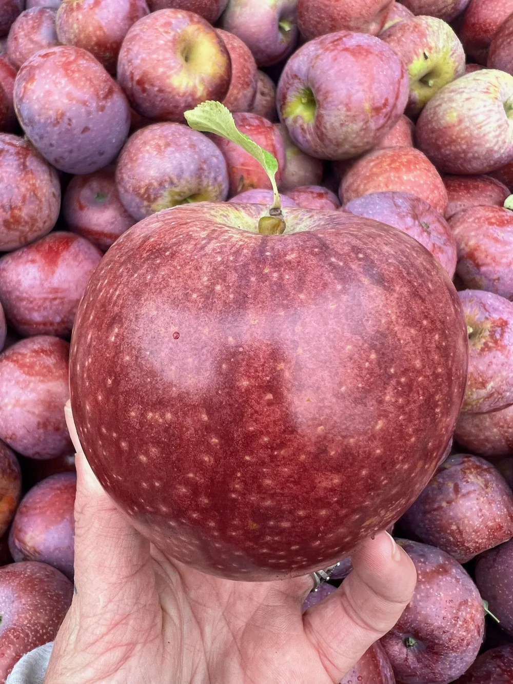 Blue Pearmain — Scott Farm Orchard