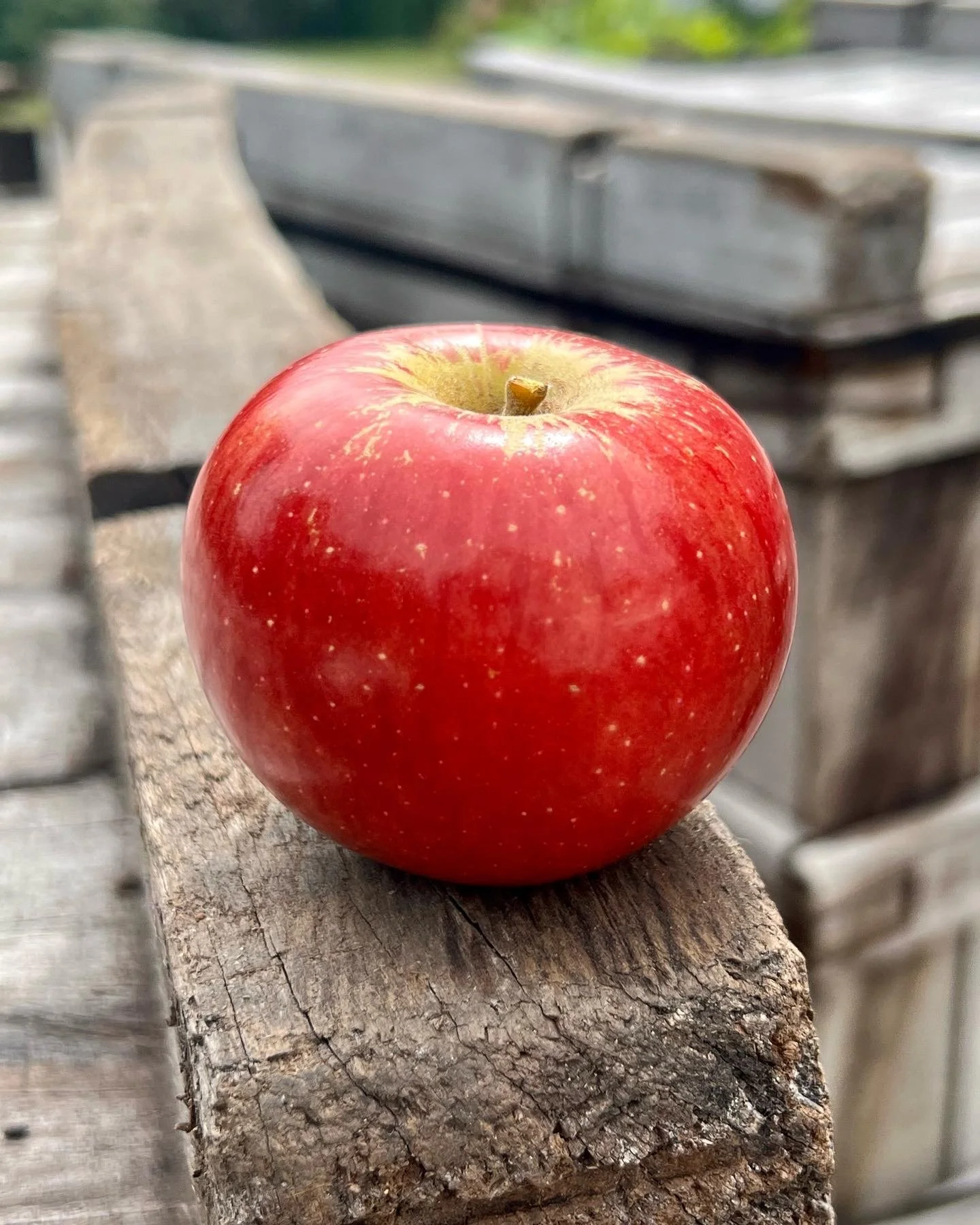 Cox's Orange Pippin — Scott Farm Orchard