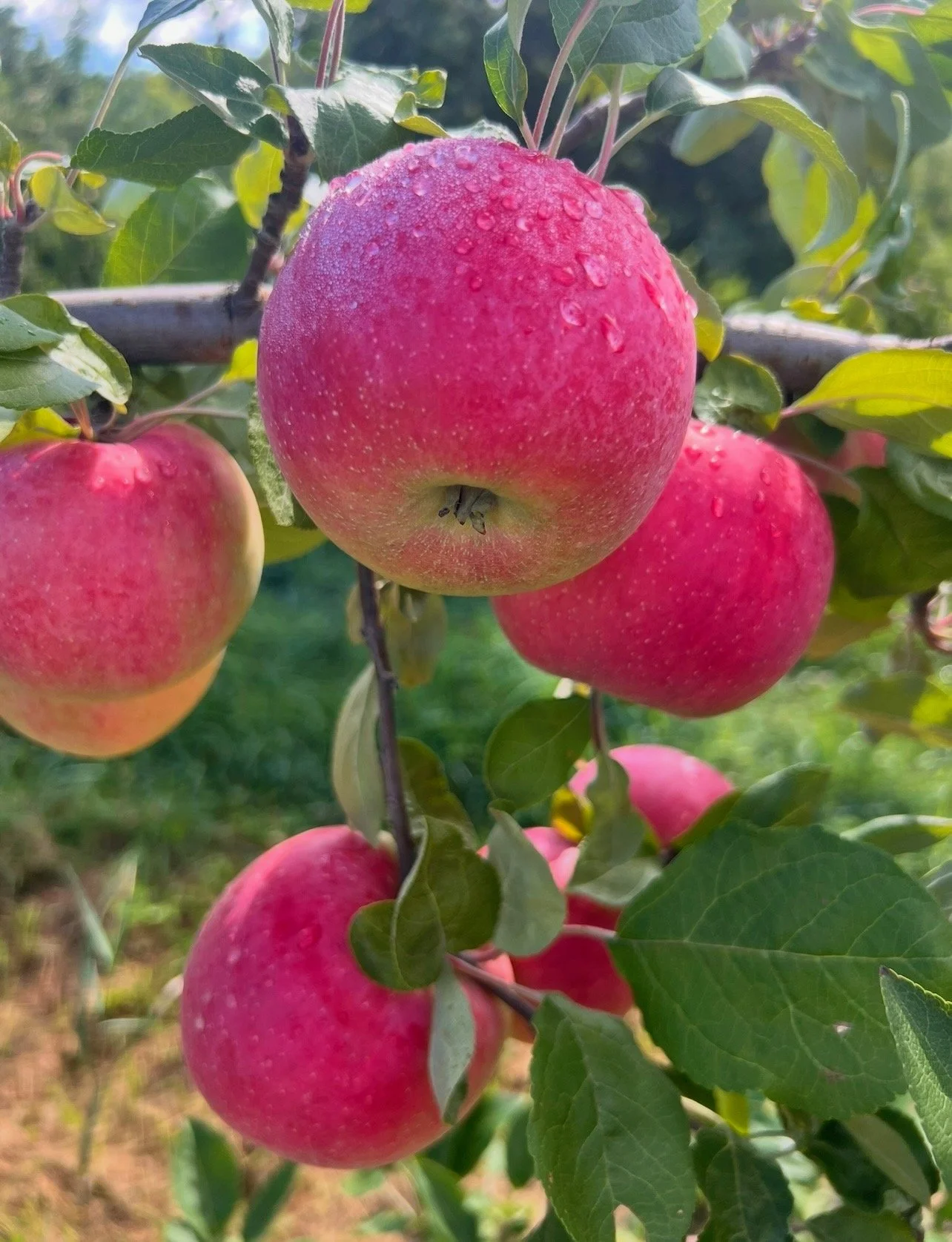 Scott Farm Orchard | Visit and Experience Today
