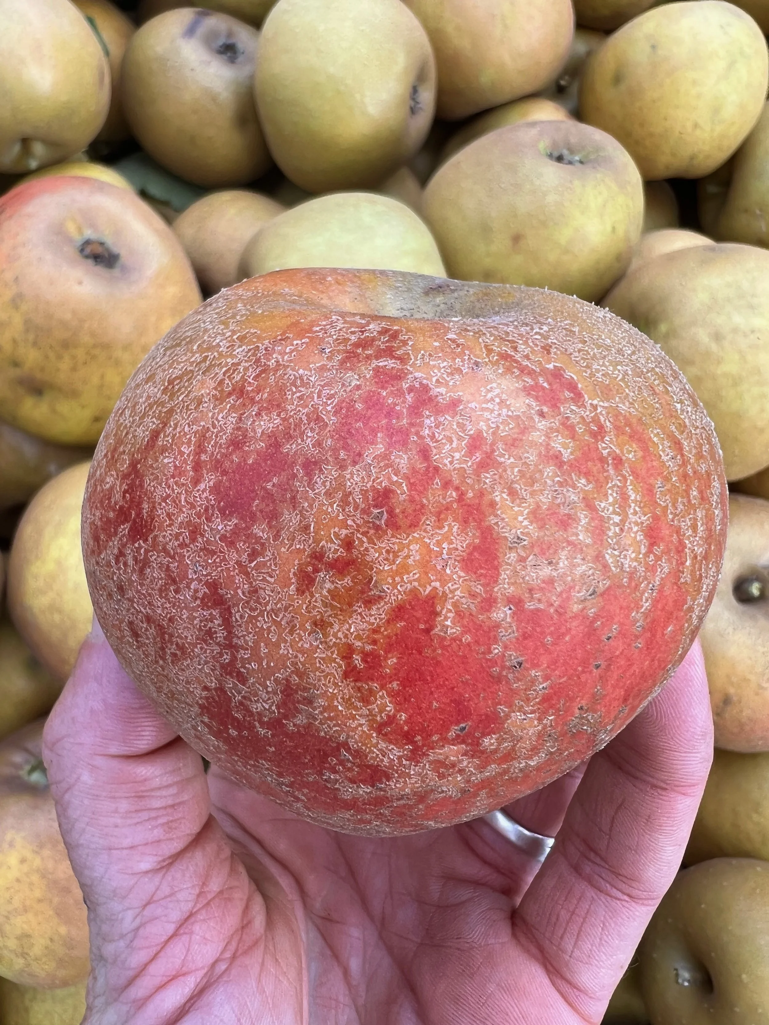 Ashmead's Kernel — Scott Farm Orchard