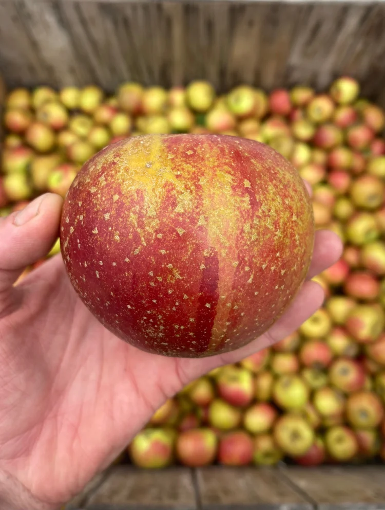 Reine des Reinettes — Scott Farm Orchard