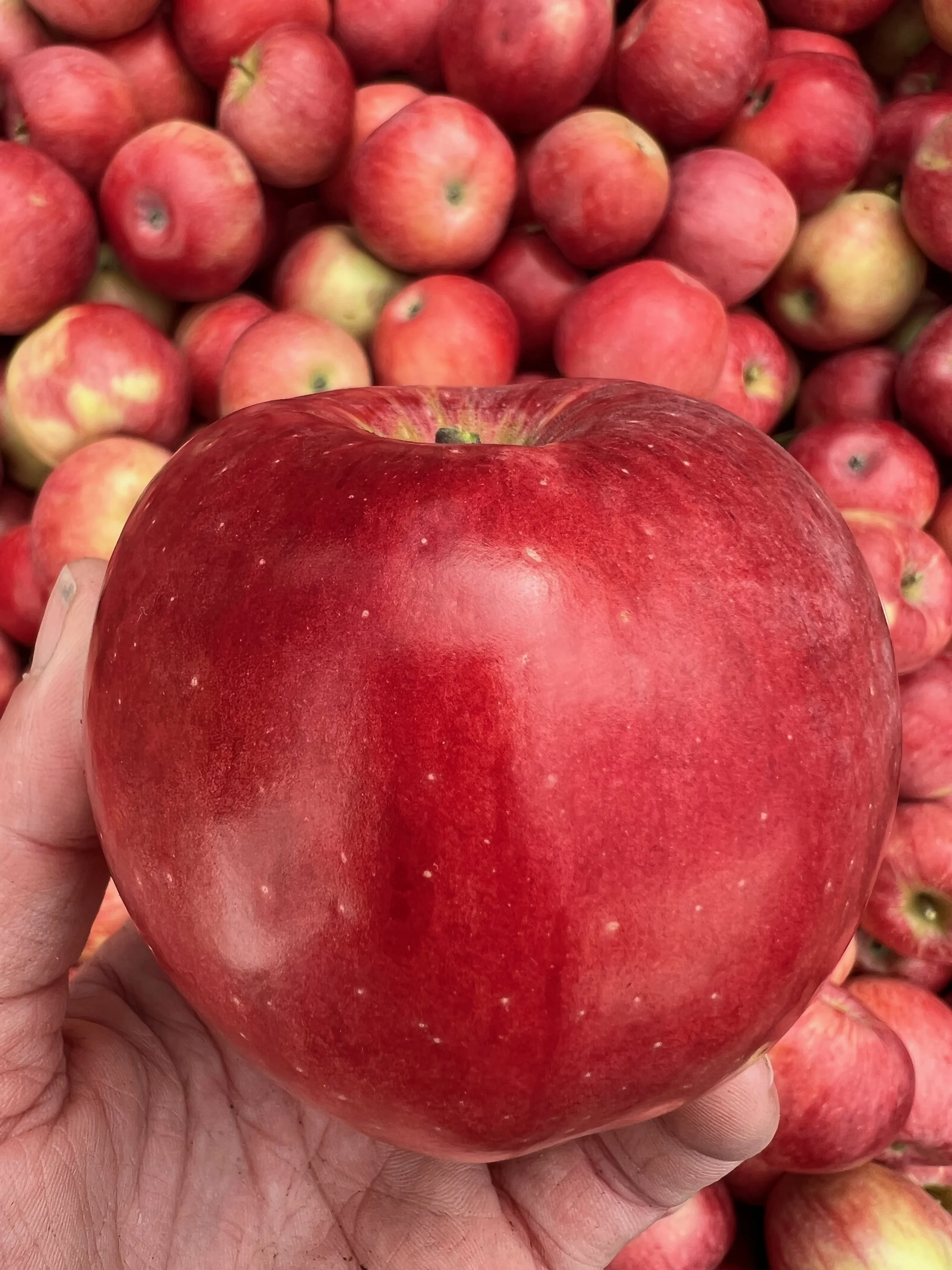 Northern Spy — Scott Farm Orchard