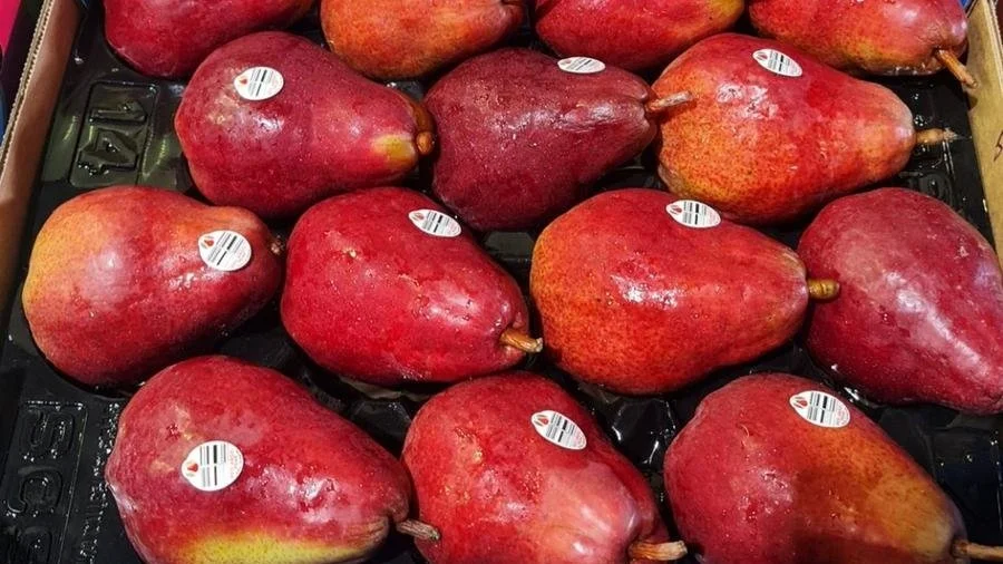 Syngreen Fruits - Importer/Exporter/Trader