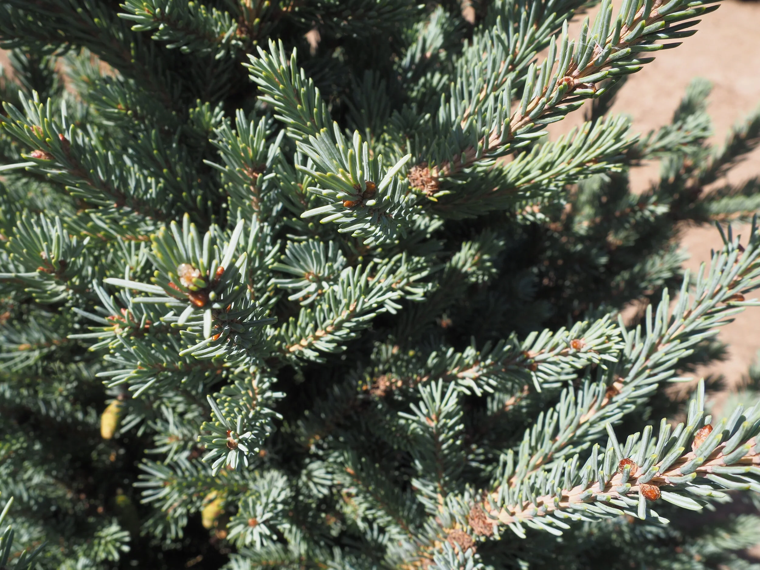 Home [neuschwanders.com]