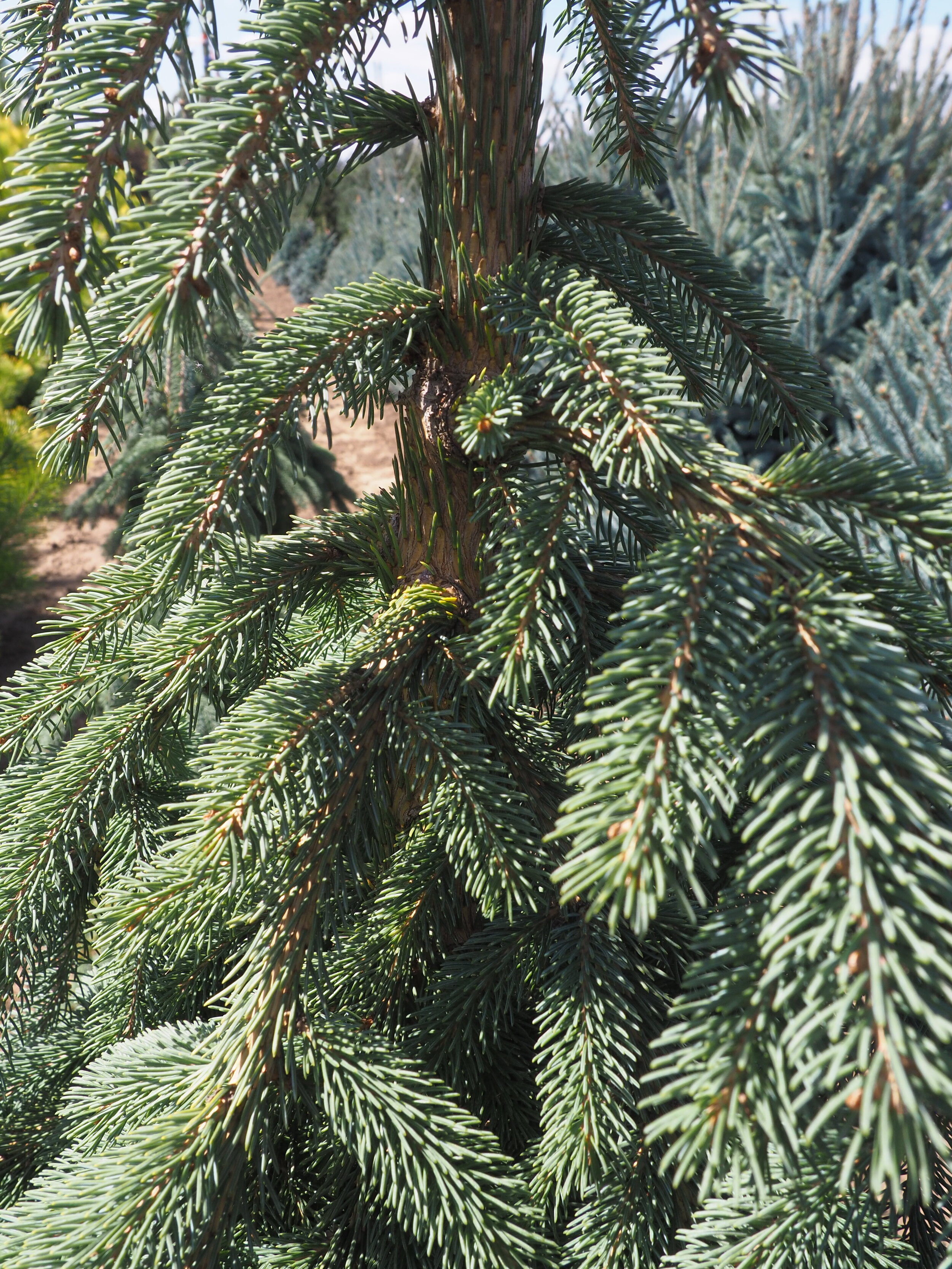 Home [neuschwanders.com]