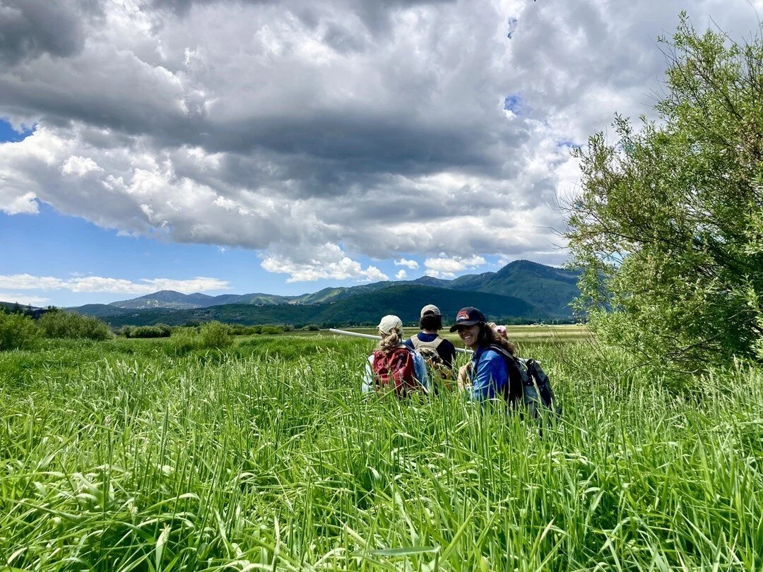 Alpine Forestry Utah