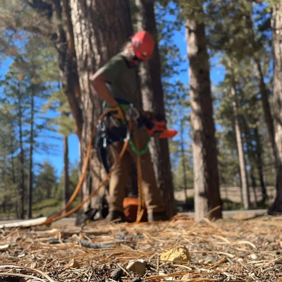 Alpine Forestry Utah