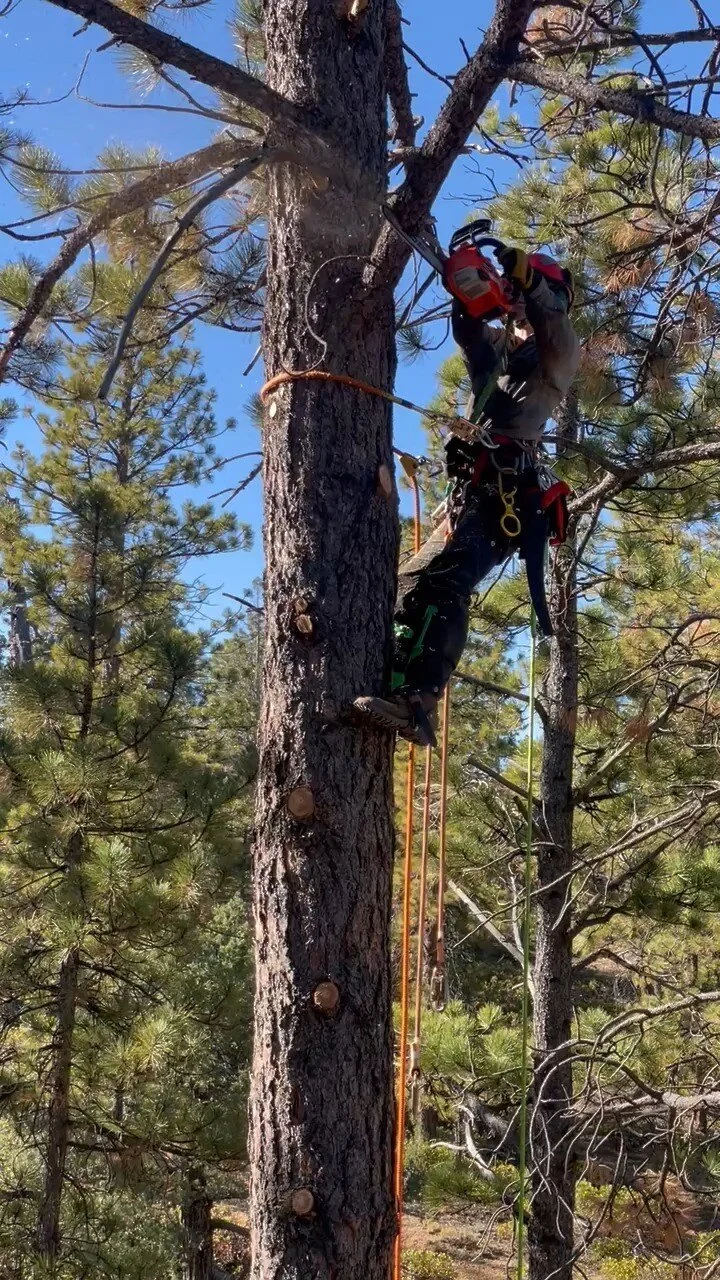 Alpine Forestry Utah