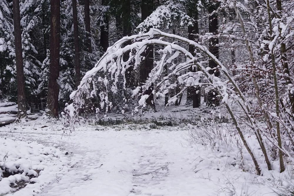 The Weight of Snow: Broken Limbs, Damaged Trees, and How to Stay Safe ...