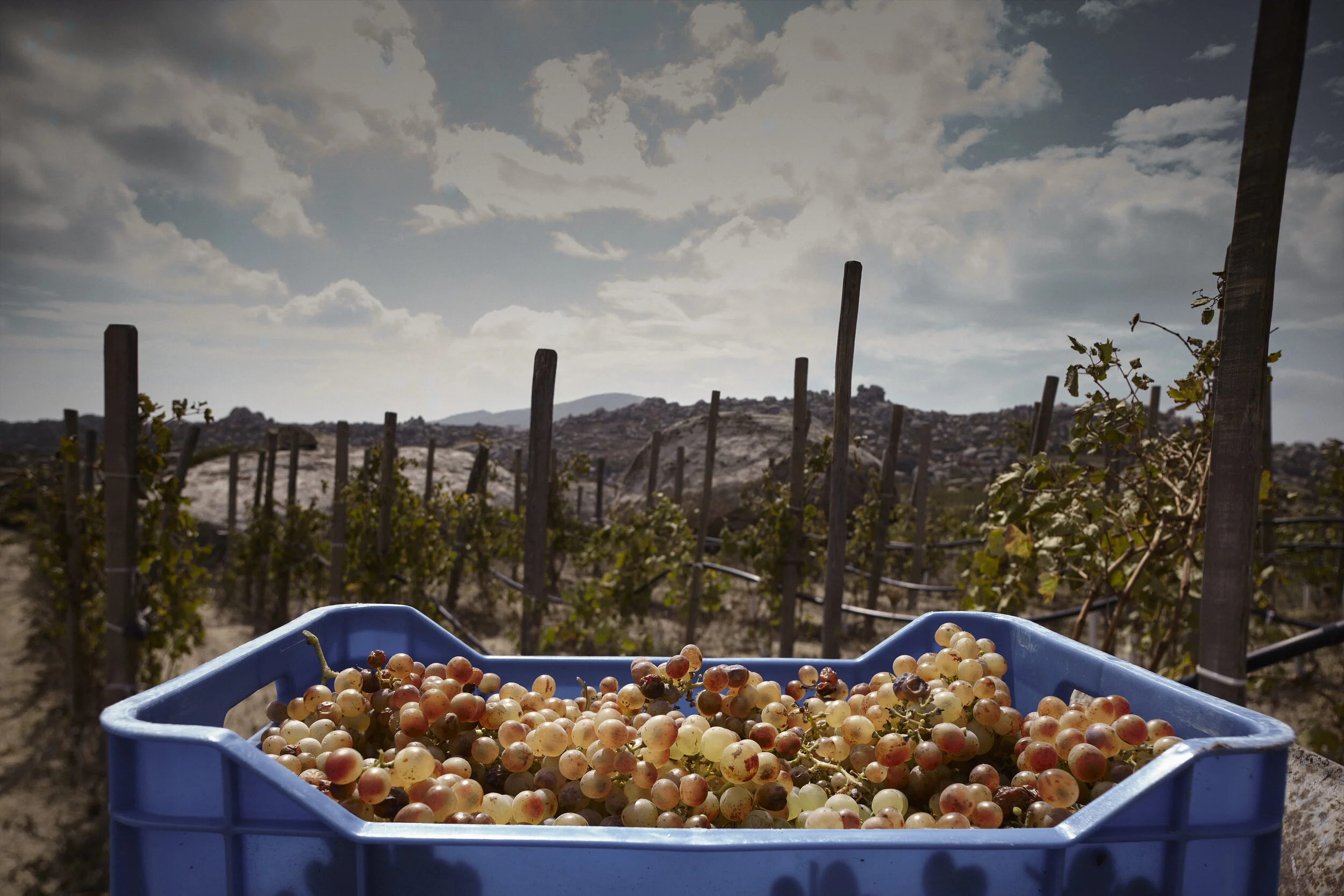 About Us — Vezene Athens