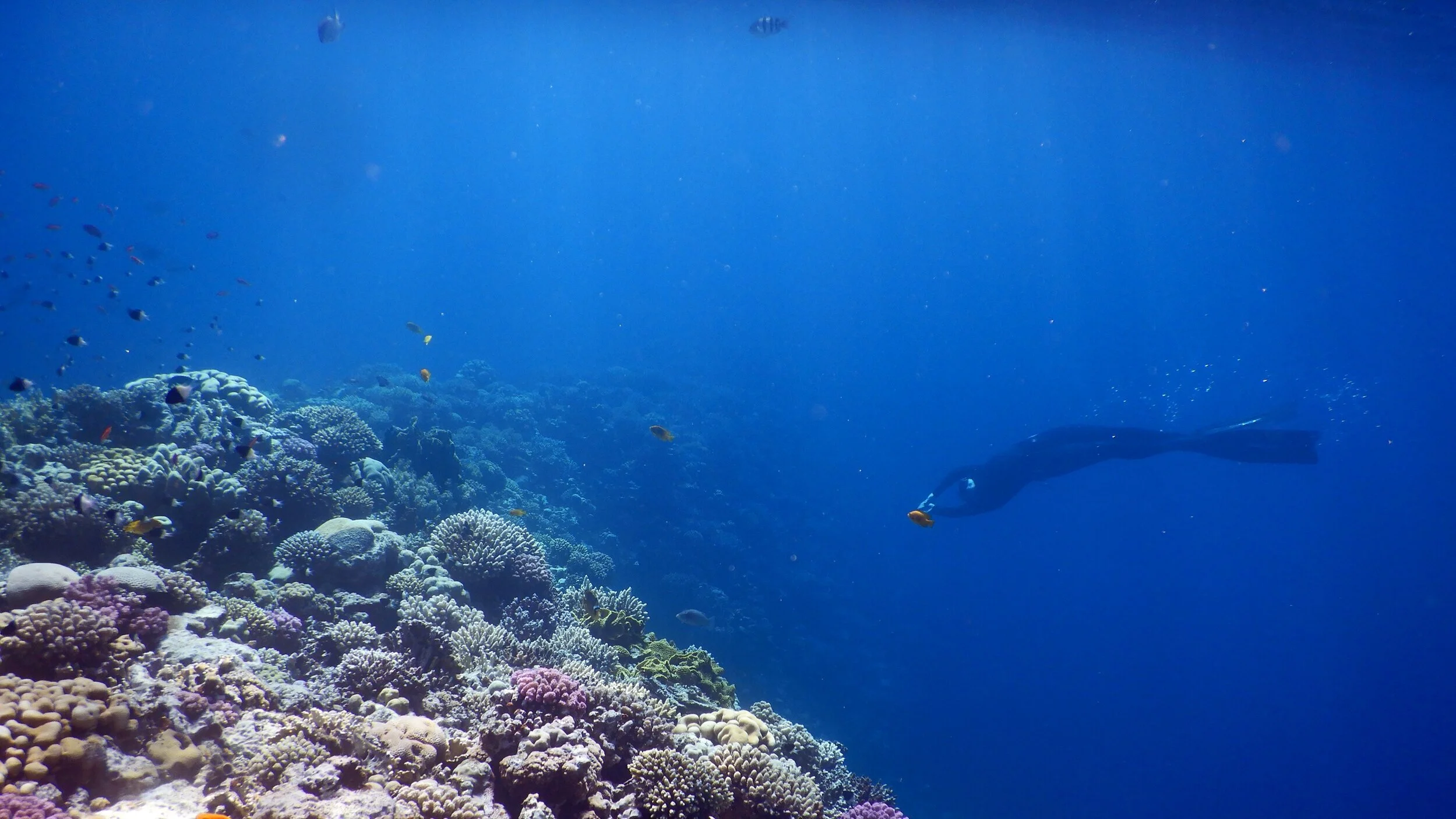 Freediving Ireland | freediving.ie