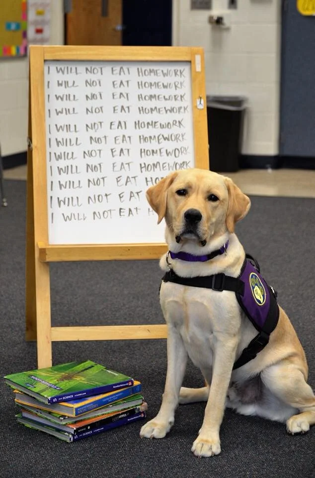 Facility Dogs | Empower Lives Now — ACTS - Assistance Canine Training ...