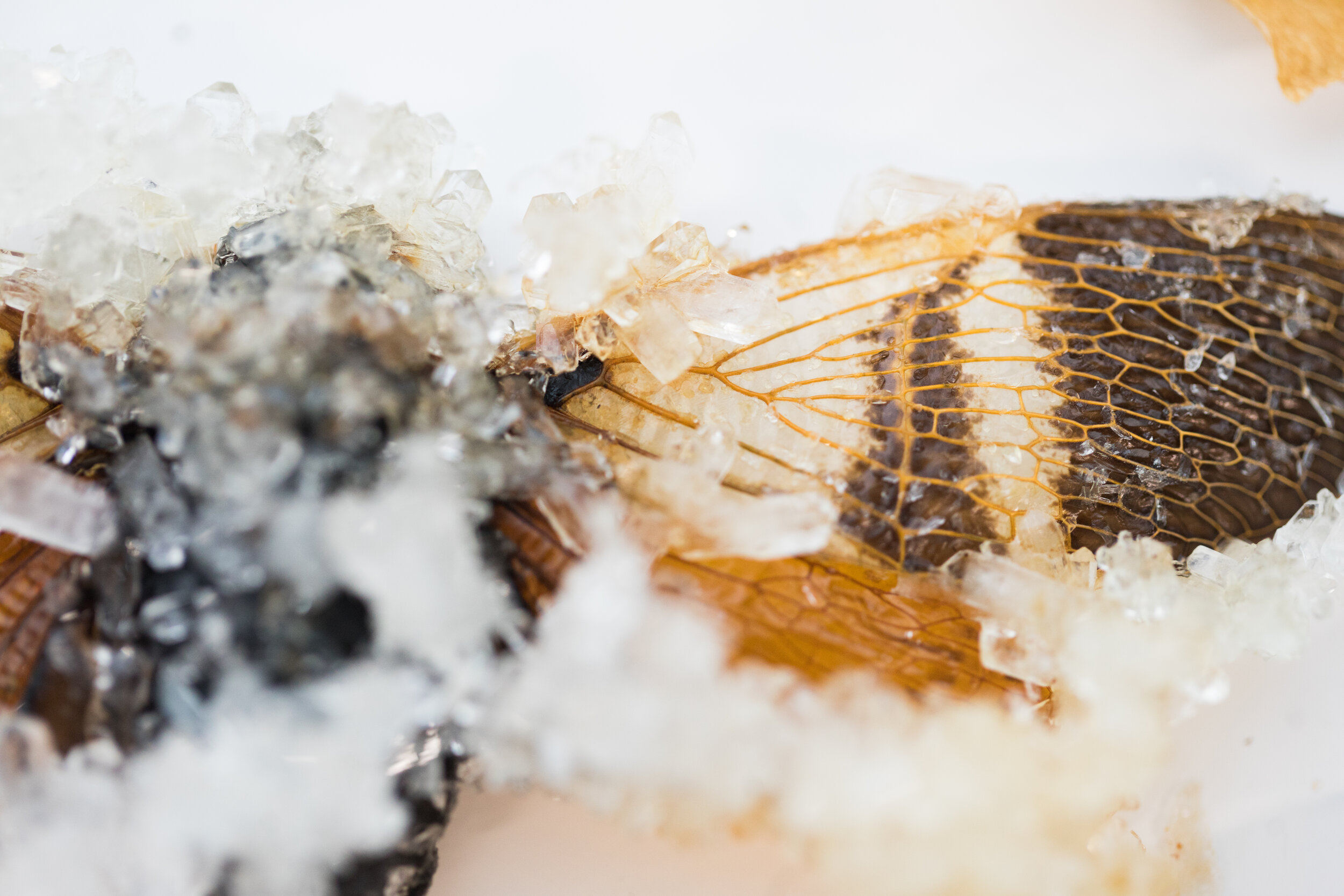 Crystallized — Tyler Thrasher - Your Personal Mad Scientist‎