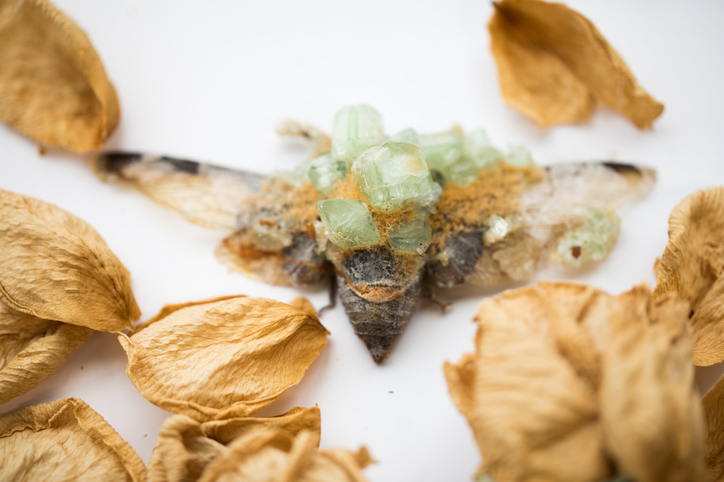 Crystallized — Tyler Thrasher - Your Personal Mad Scientist‎