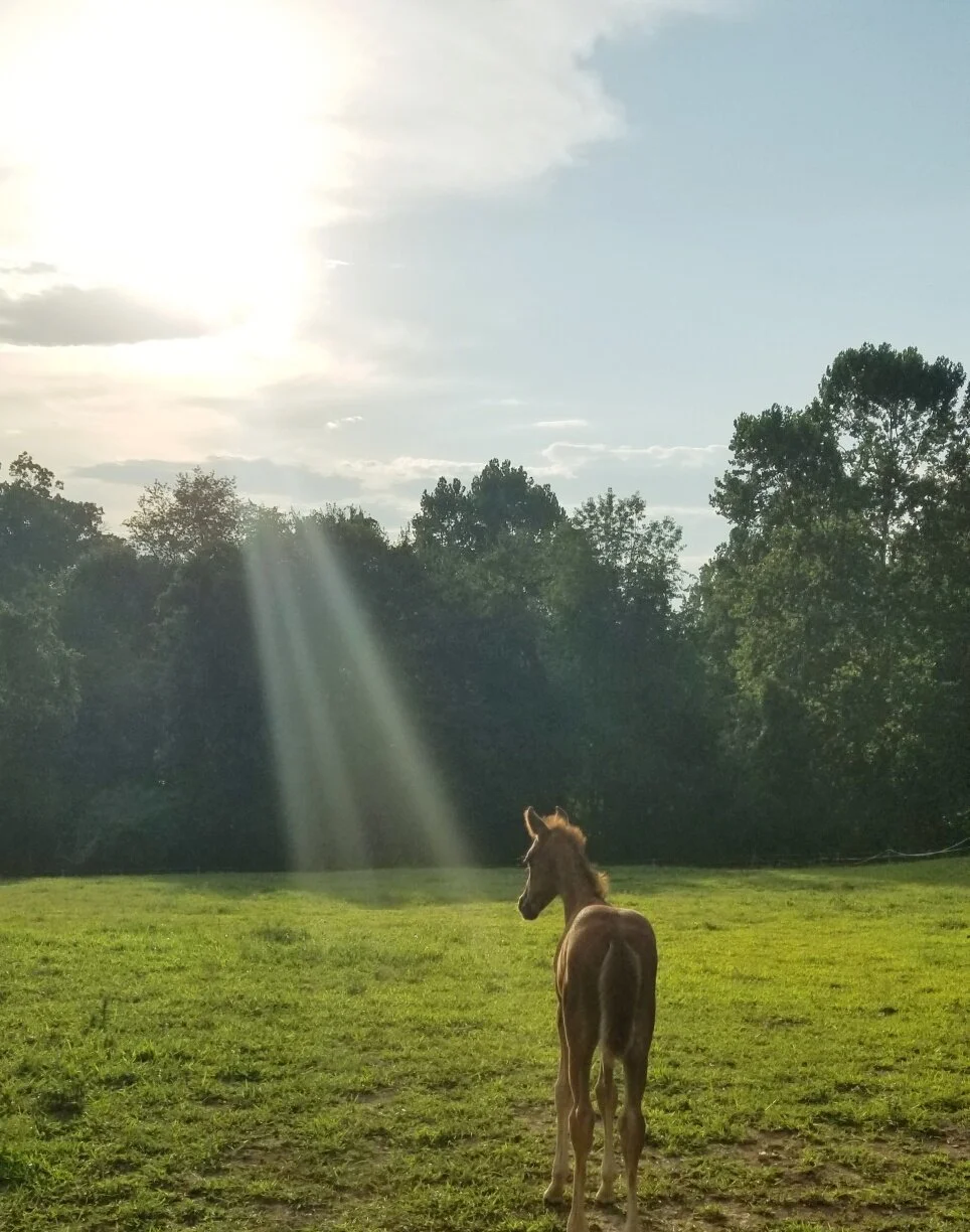 The Fine Equine Stables, Inc. - Boarding & clinics.