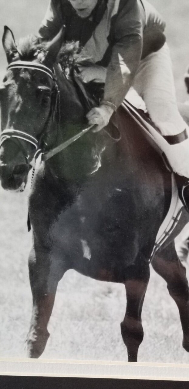 Horse boarding and stables