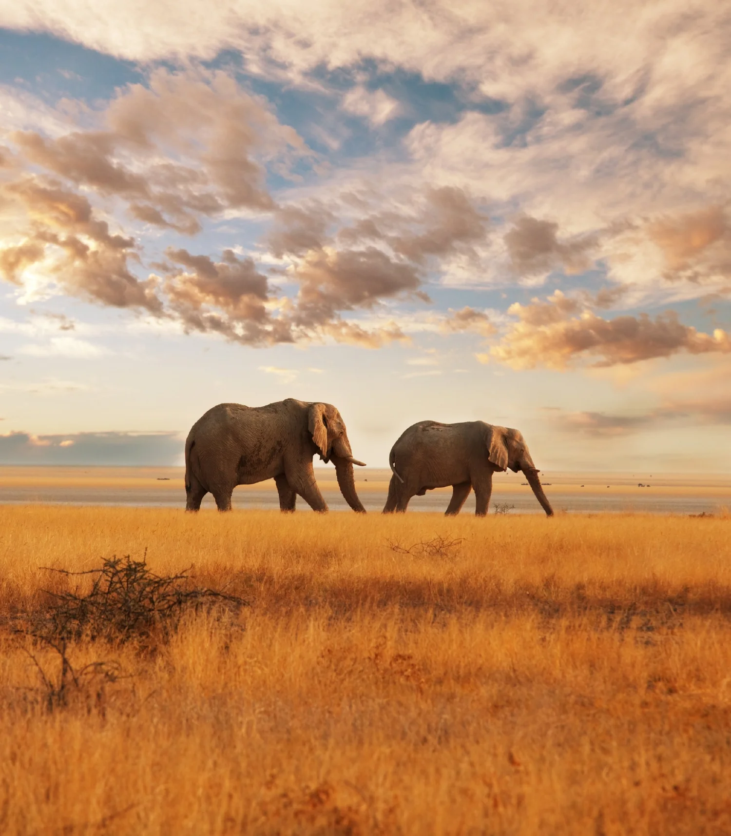 More Elephant