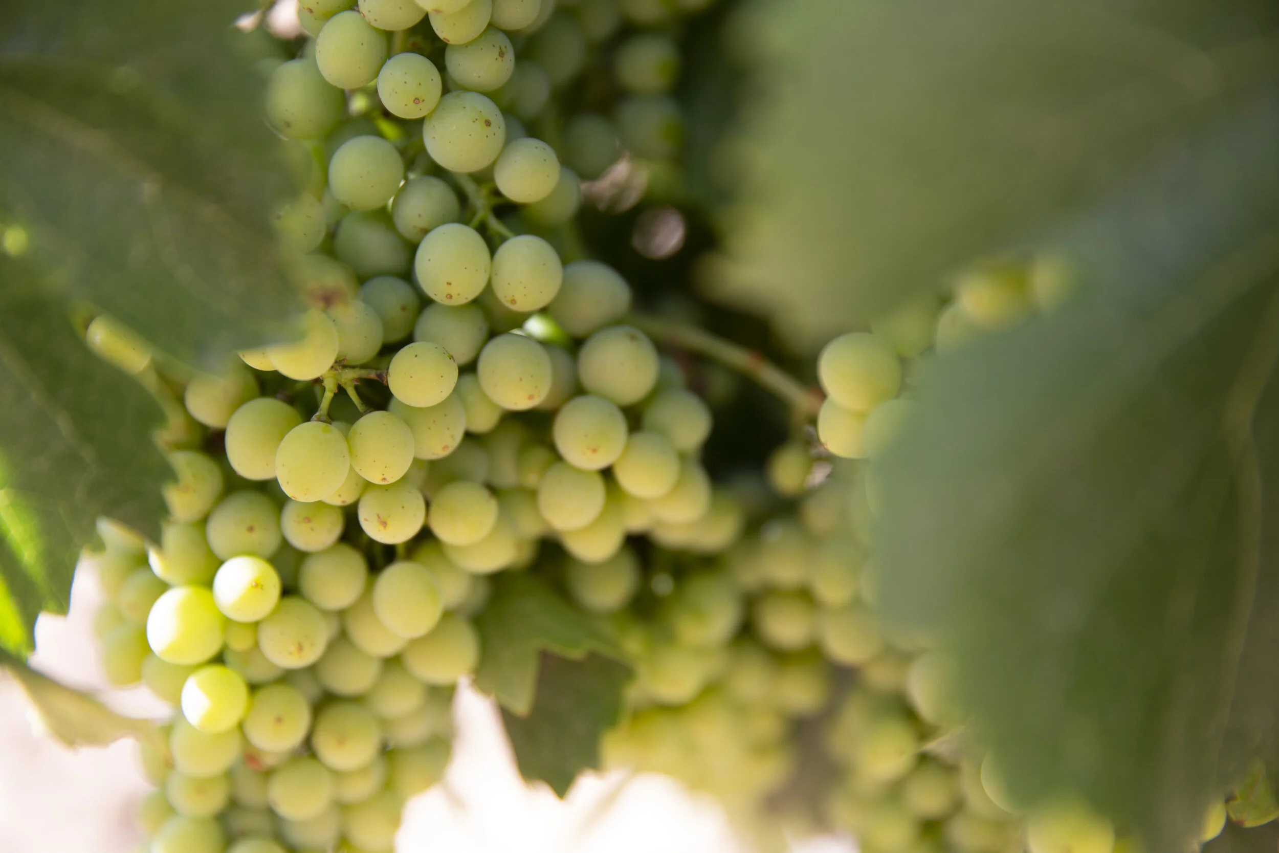 That's Life Gourmet Ltd.