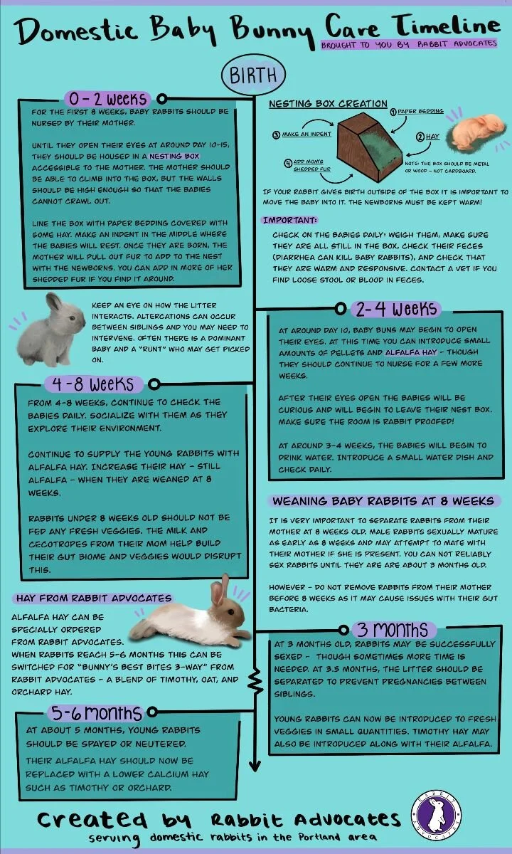 Baby Bunnies — Rabbit Advocates