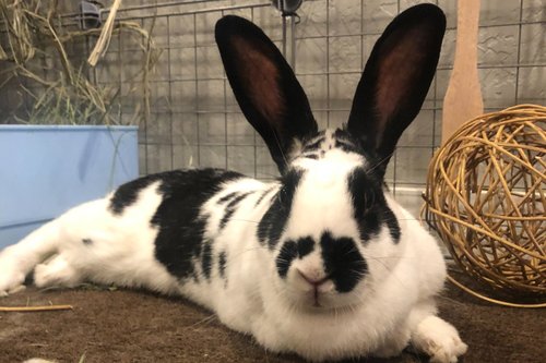 Adoptable Rabbits — Rabbit Advocates