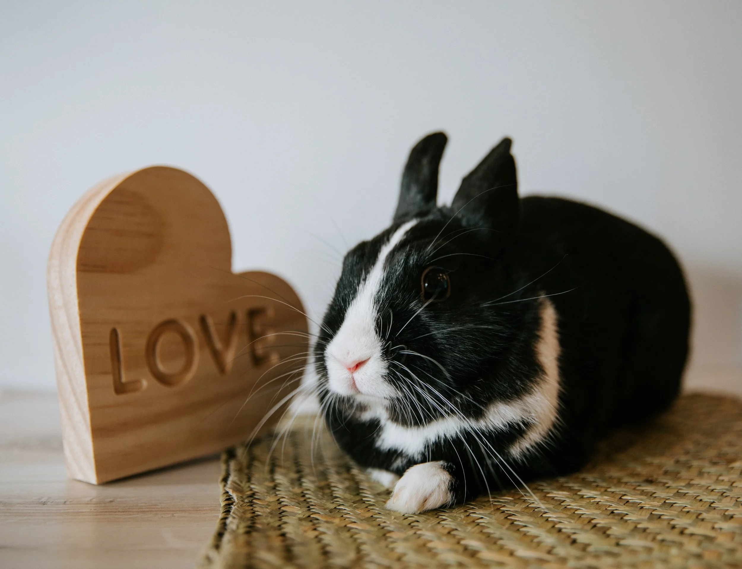 Events — Rabbit Advocates