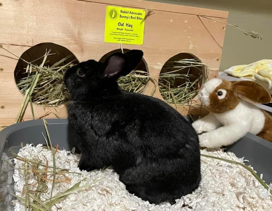 Events — Rabbit Advocates